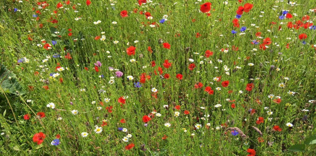 Greener Henley – Tackling the climate and ecological emergency