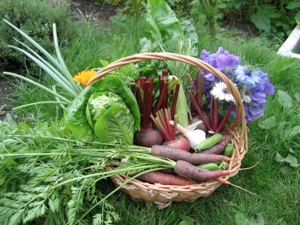 Greencroft Allotments Guided Tours – Greener Henley